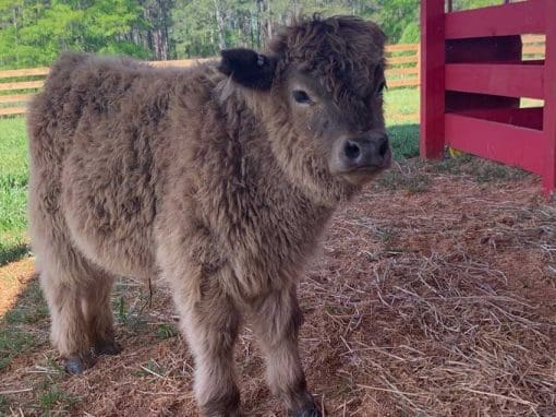 Therapy Cows for Addiction Recovery: Cow Cuddling | Twin Lakes Recovery ...