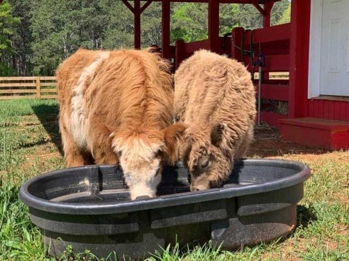 Therapy Cows for Addiction Recovery: Cow Cuddling | Twin Lakes Recovery ...