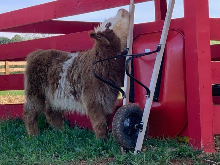 Therapy Cows for Addiction Recovery: Cow Cuddling | Twin Lakes Recovery ...